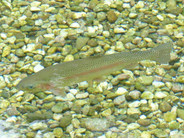 How To Catch Rainbow Trout: everything you need to know – Trout Mastery